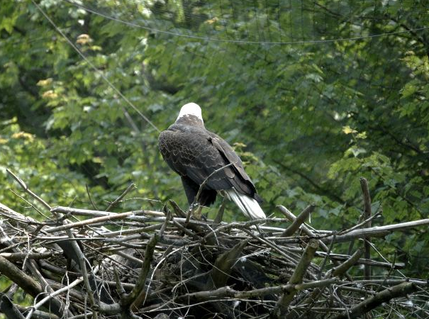 Live Bald Eagle Nest Webcam from Santa Cruz Island, CA Live Bald Eagle Nest Webcam from Santa Cruz Island, CA